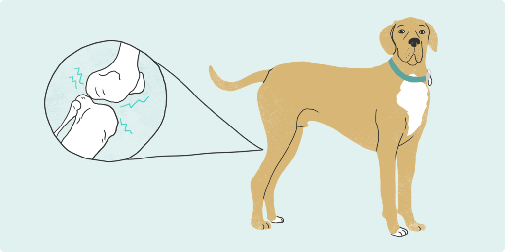 Osteoarthritis in Dogs: Causes and Treatment Approaches – Animals