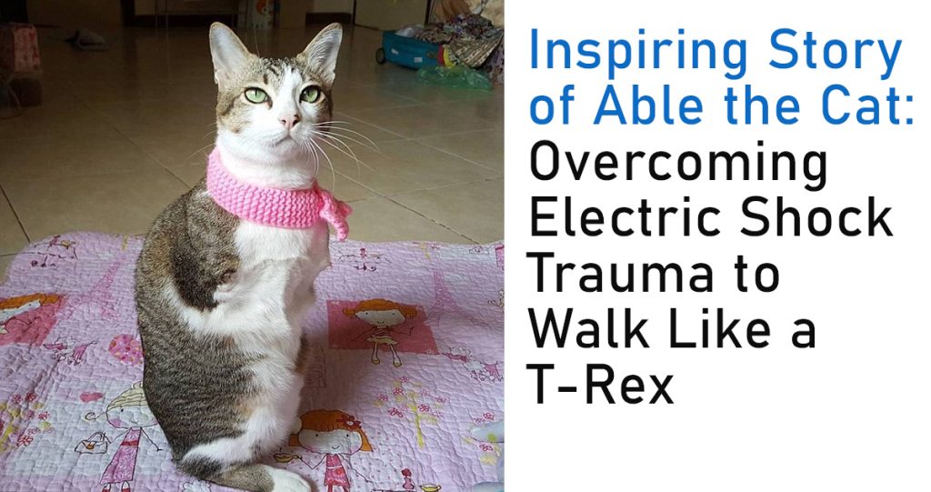 Inspiring Story of Able the Cat: Overcoming Electric Shock Trauma to ...