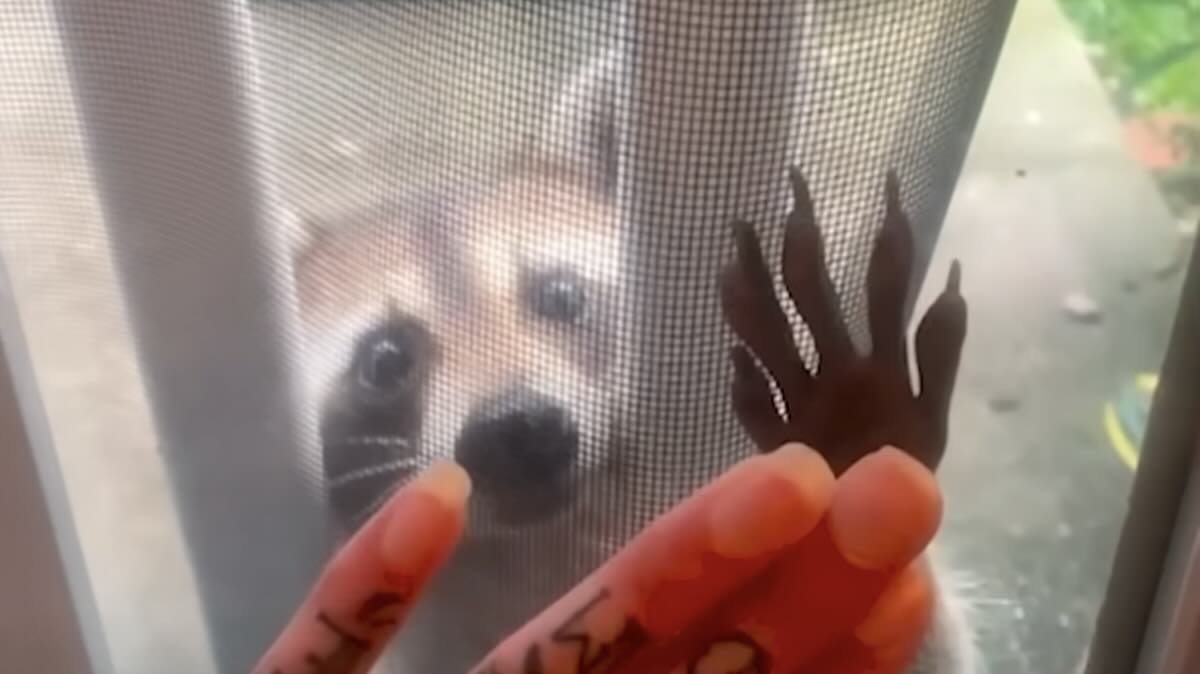 Raccoon Mom Introduces Her Babies to Human Friend Every Year – Animals